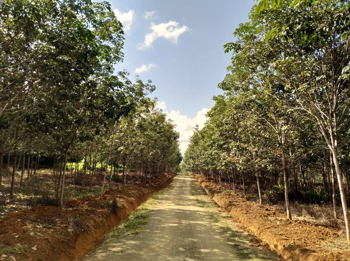 Activities At Fmu Forest Management Tsh Resources Berhad