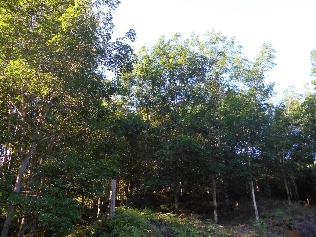 Forest Management | Sustainability | TSH Resources Berhad