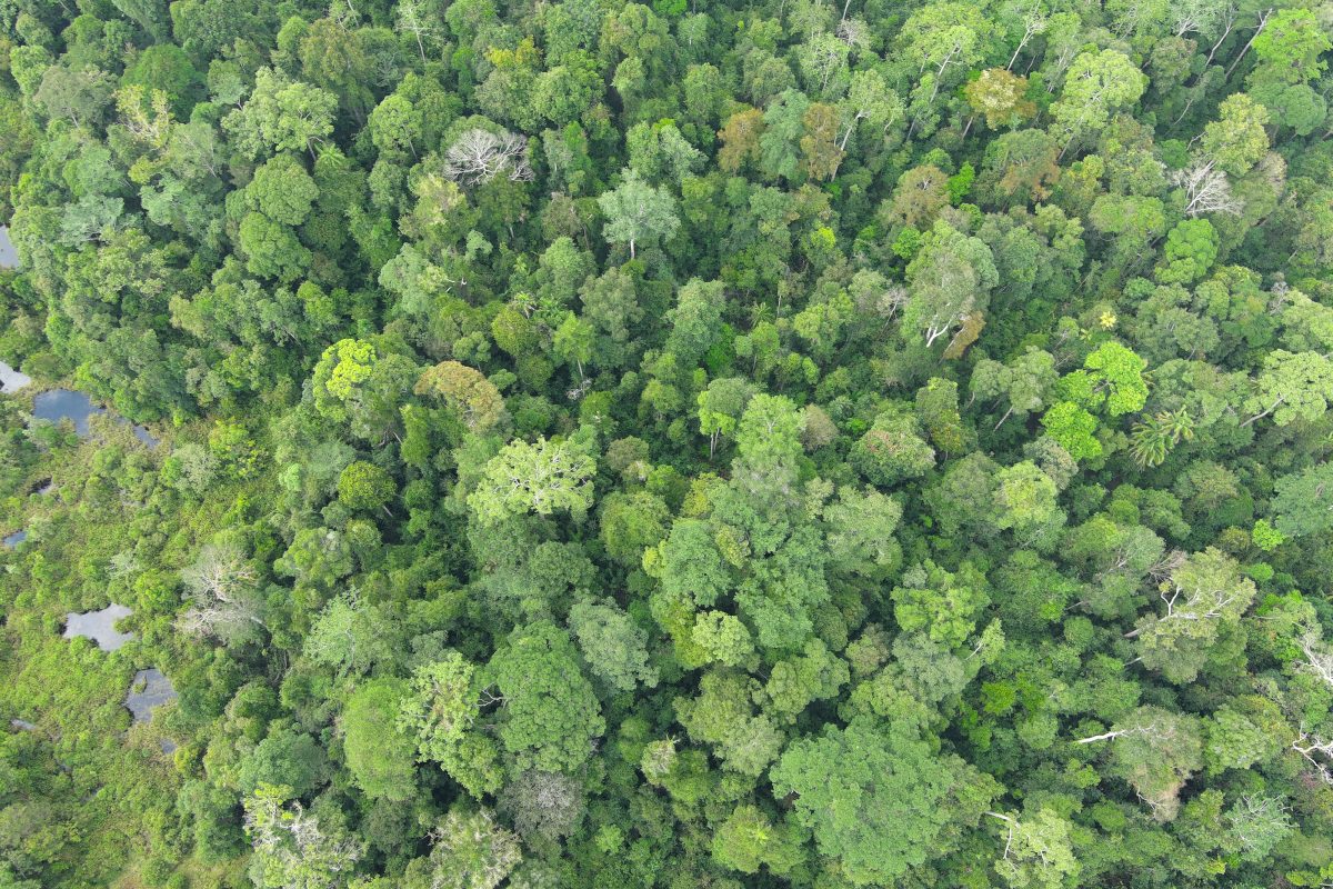 No Deforestation, No Peat, No Exploitation (NDPE) | Sustainability ...